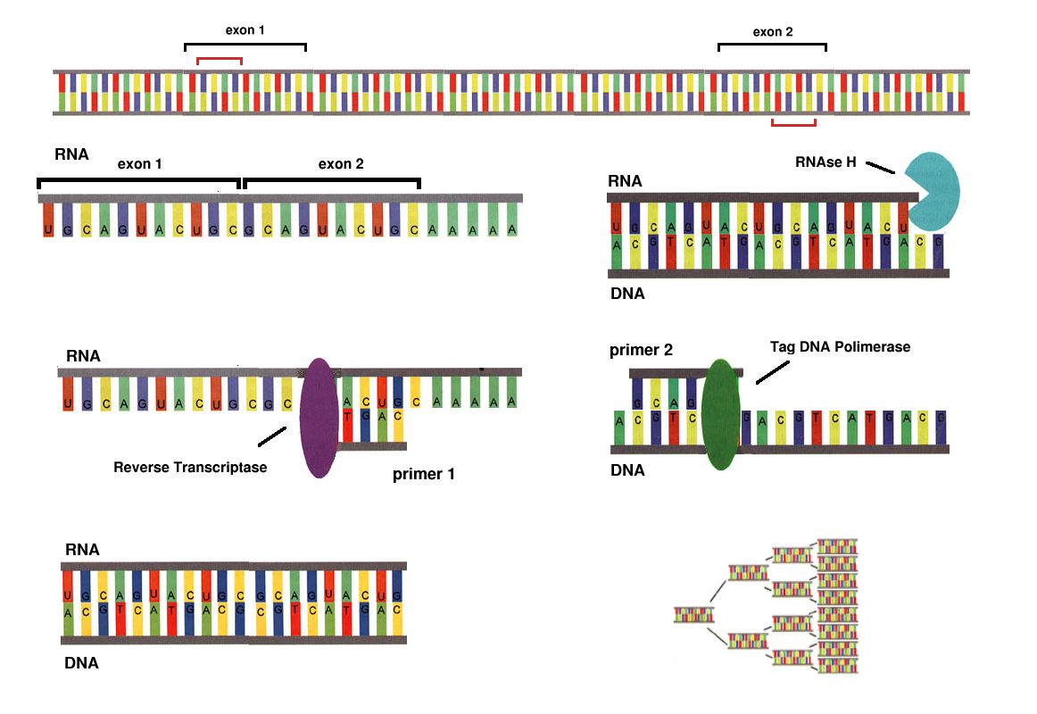 BIOSPROJECT: RT PCR: REVERSE TRANSCRIPTASE POLYMERASE CHAIN REACTION