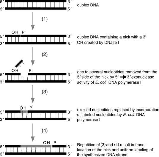 BIOSPROJECT: NICK TRANSLATION