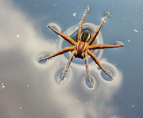 BIOSPROJECT: Earth: WATER SPIDER (Aegyroneta aquatica)