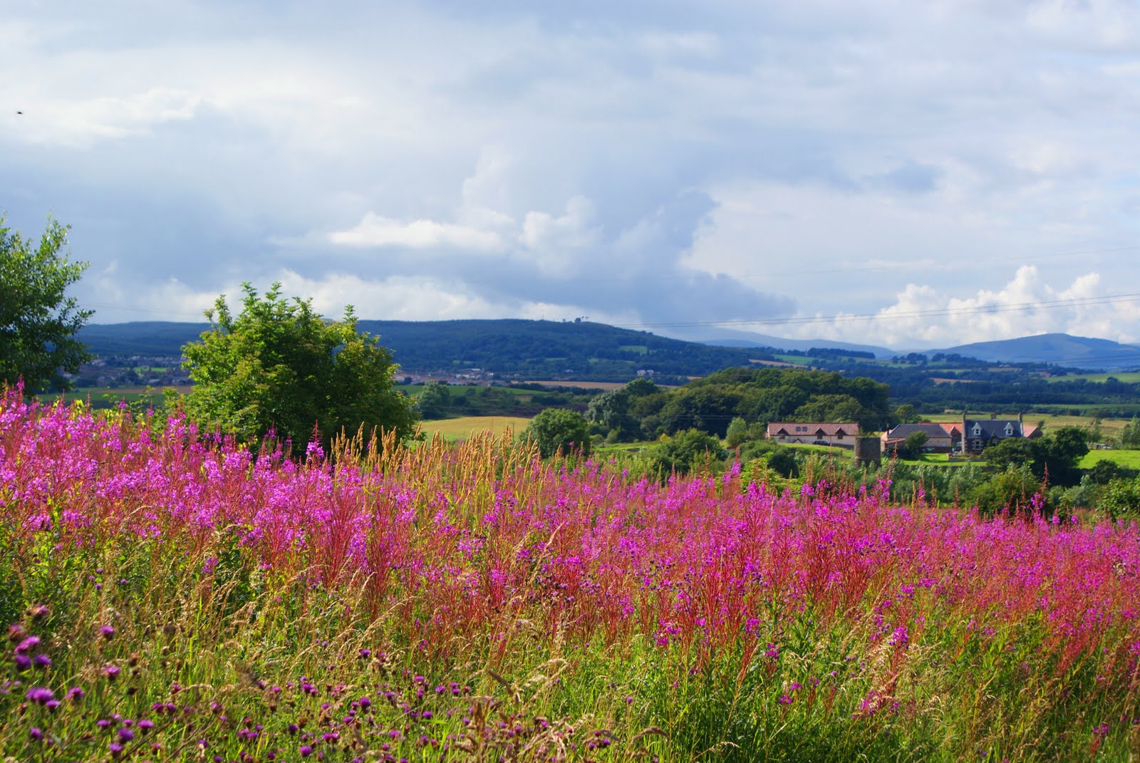 Only the summer days: Pink Wildflowers