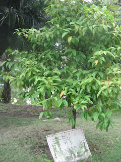 Amazing Butuan: Butuan Regional Museum, Doongan