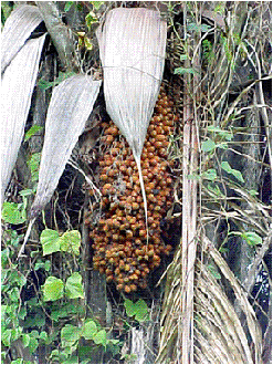 Jessie´s Cooking Tips: COROZO