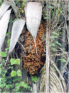 Jessie´s Cooking Tips: COROZO