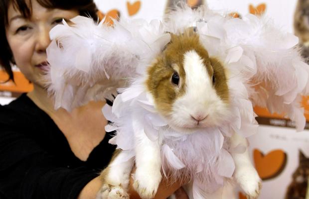 Fancy rabbits at Rabbit Festa ~ Weird and wonderful news library