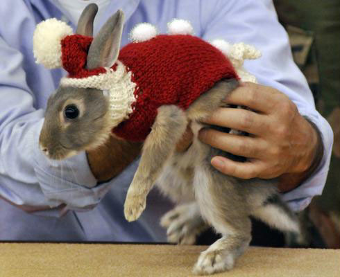 Fancy rabbits at Rabbit Festa ~ Weird and wonderful news library