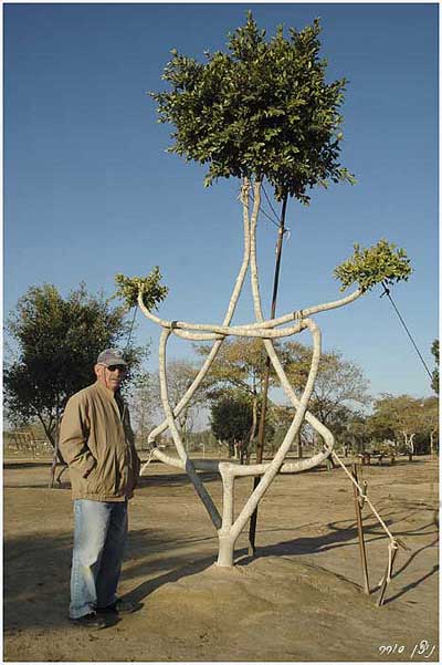 The art of Tree Shaping ~ Weird and wonderful news library