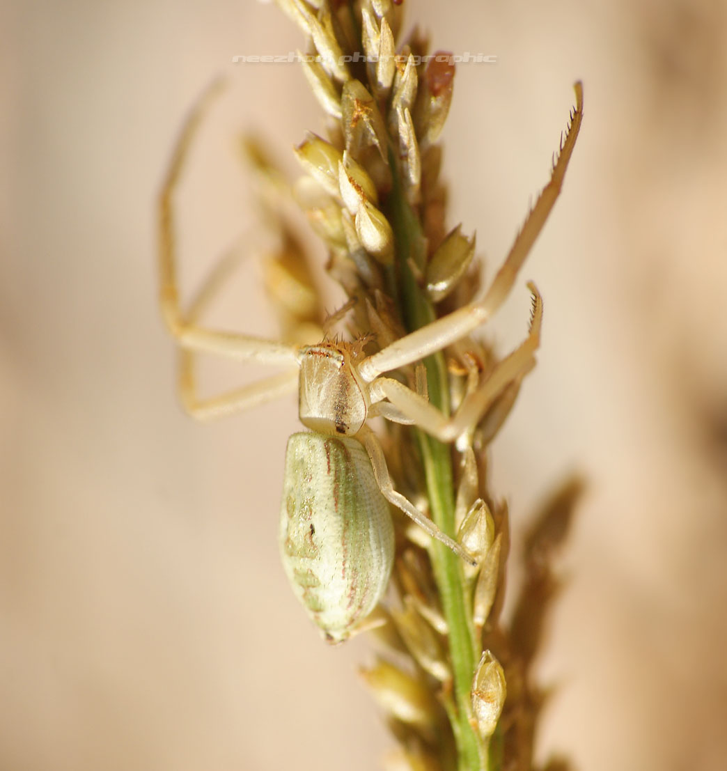 Koleksi Pilihan gambar Labah-Labah