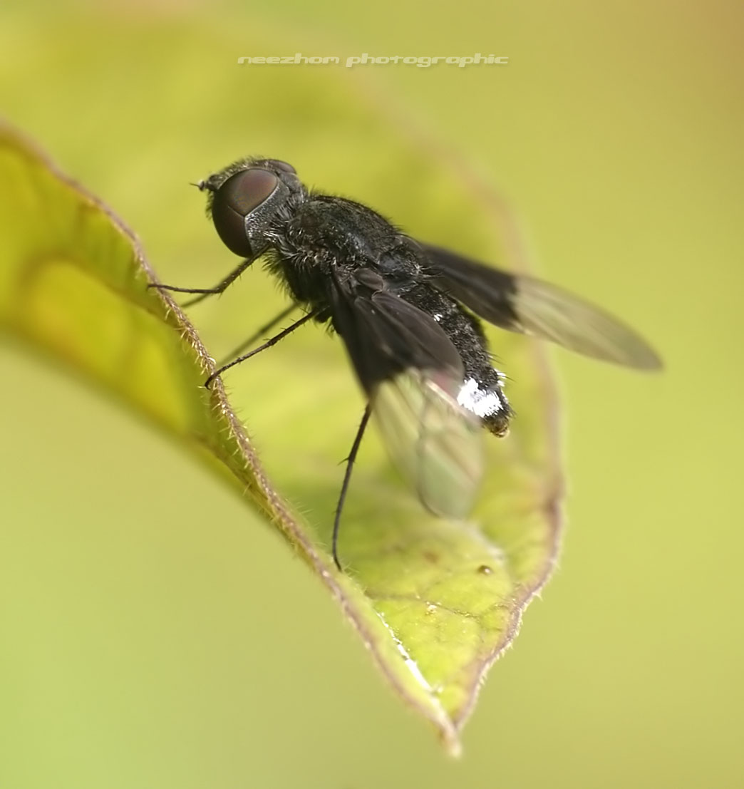Black Fly with black and transparent wings ~ Neezhom