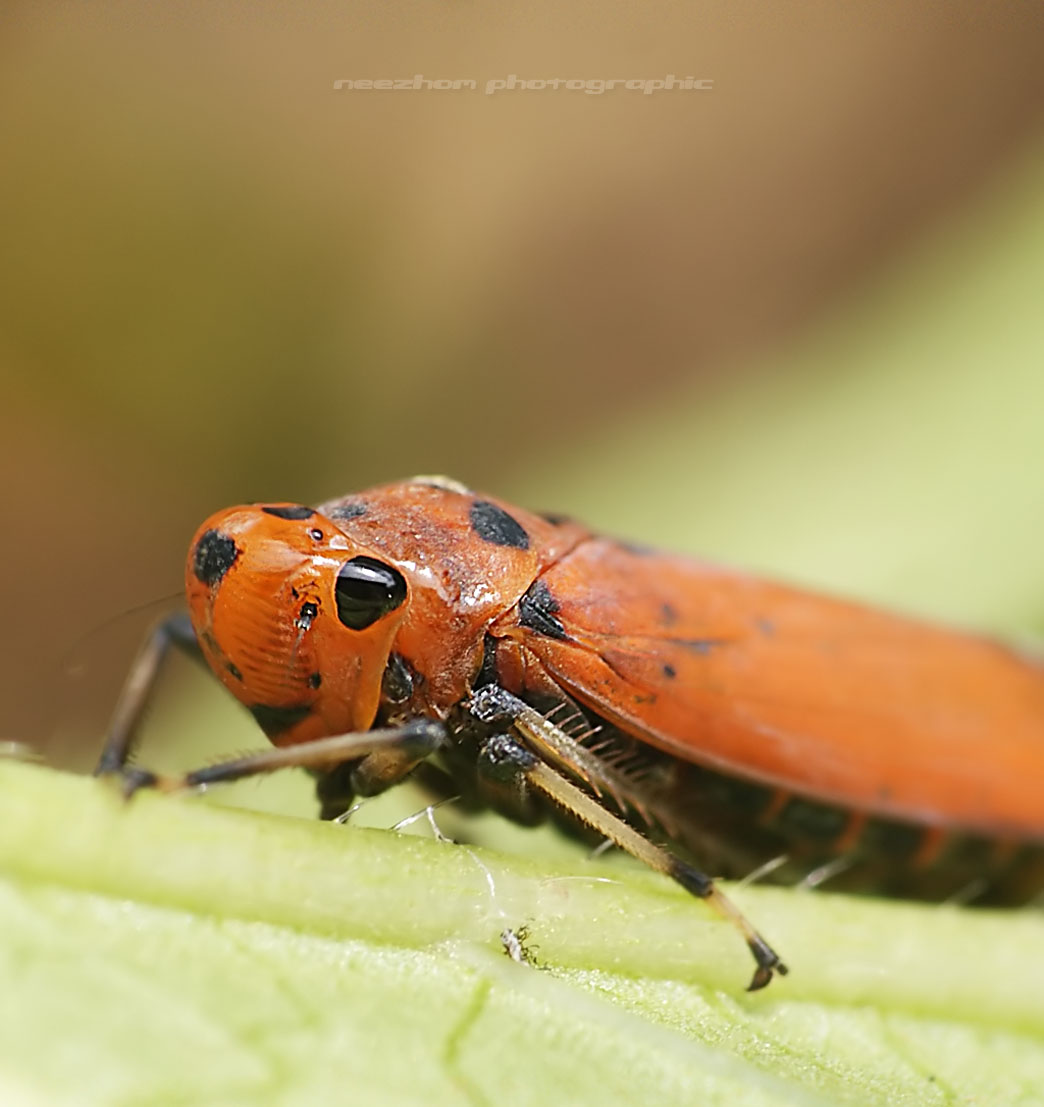 Koleksi gambar treehopper, planthopper, leafhopper dan froghopper dari ...