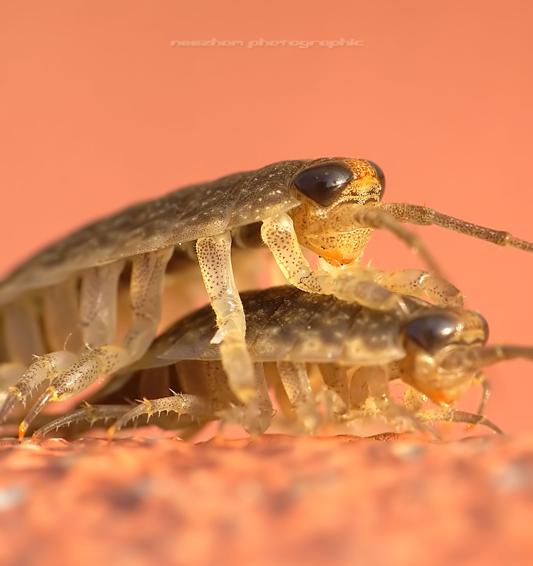 Koleksi gambar serangga sedang mengawan dari saya - Unikversiti