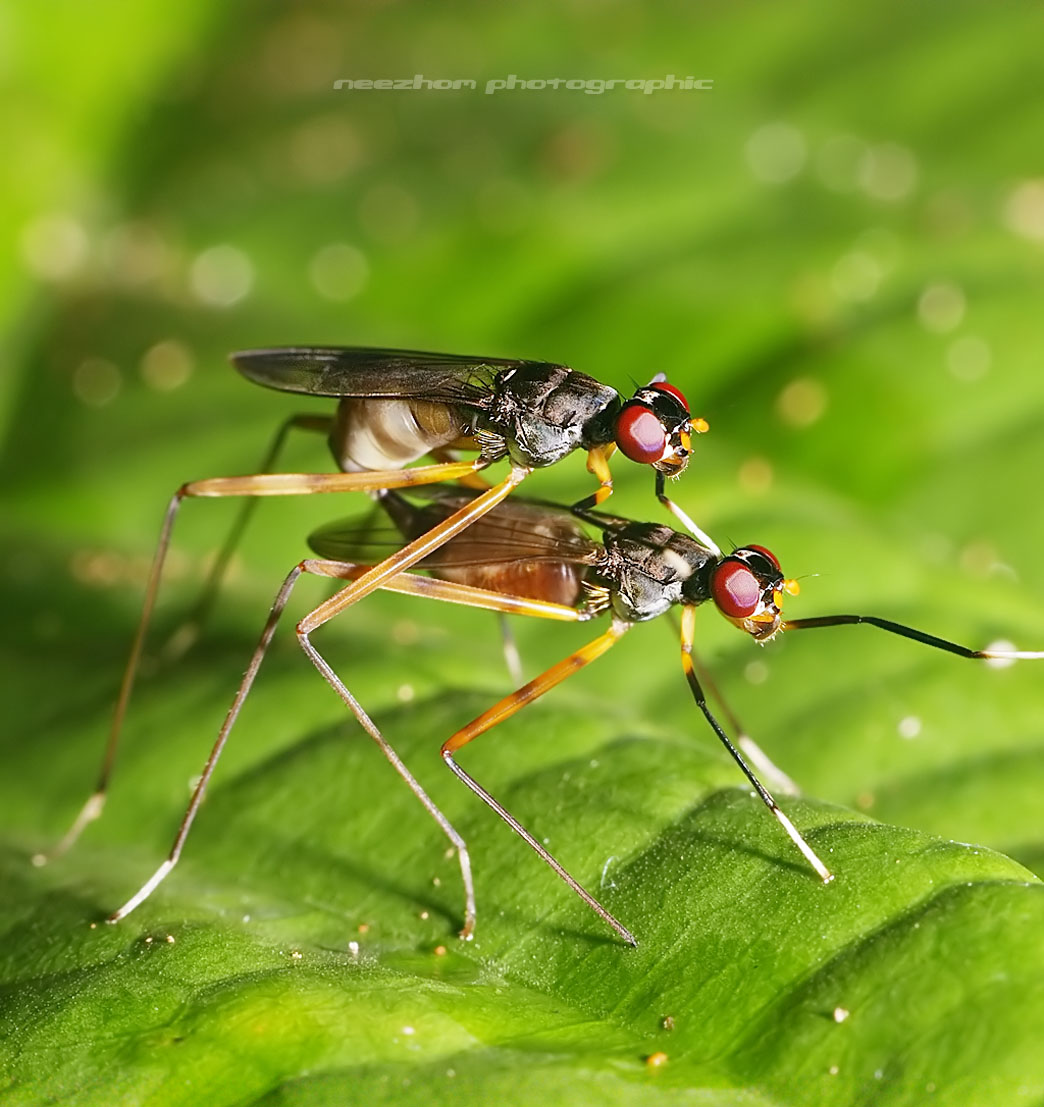 Koleksi gambar serangga sedang mengawan dari saya - Unikversiti