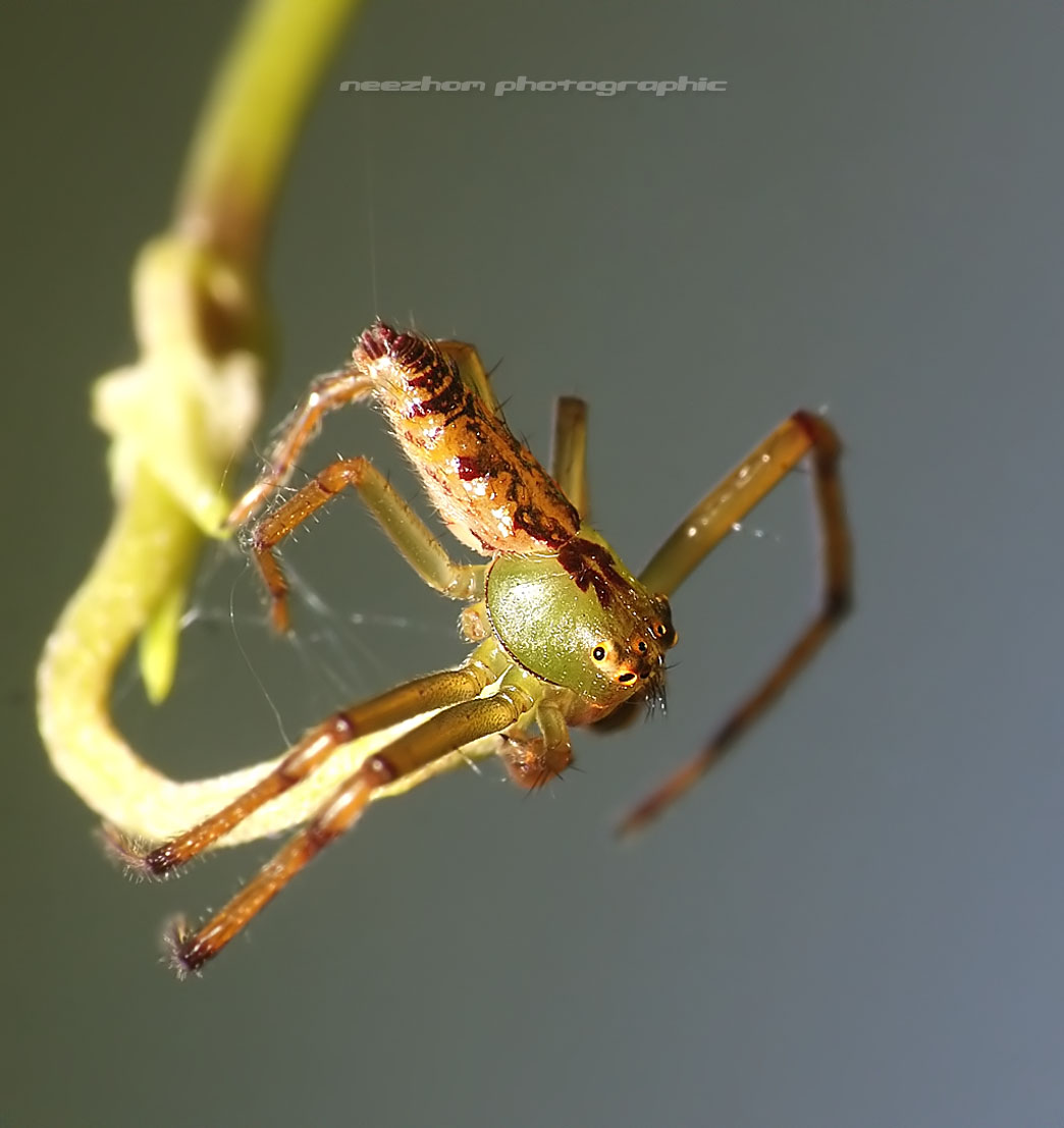 Koleksi Pilihan gambar Labah-Labah