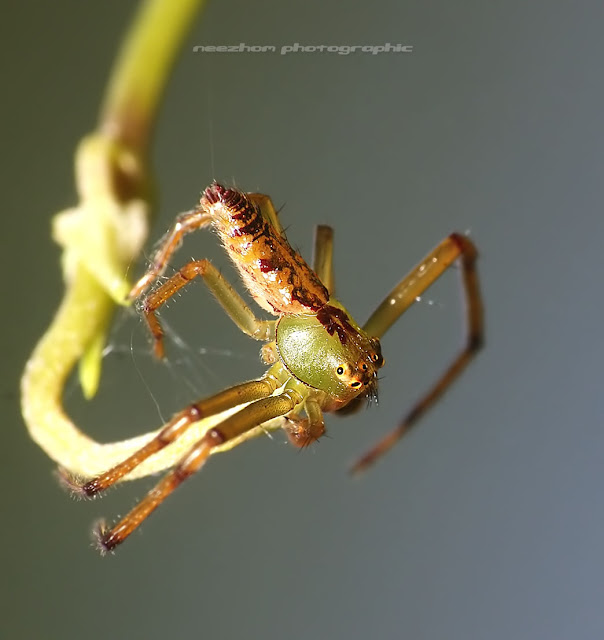 Koleksi Pilihan gambar Labah-Labah