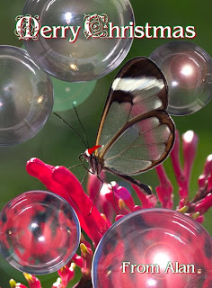 Christmas Greeting Cards: butterfly christmas cards