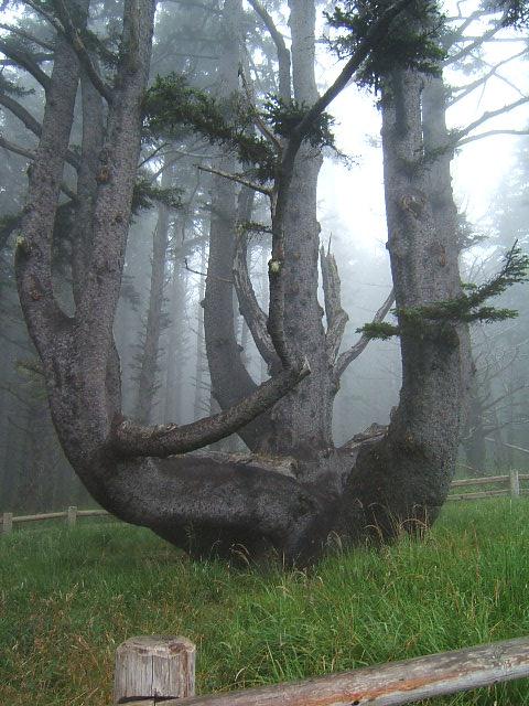 Matthew's Washington Trip: The Octopus Tree, Cape Meares State Park, OR