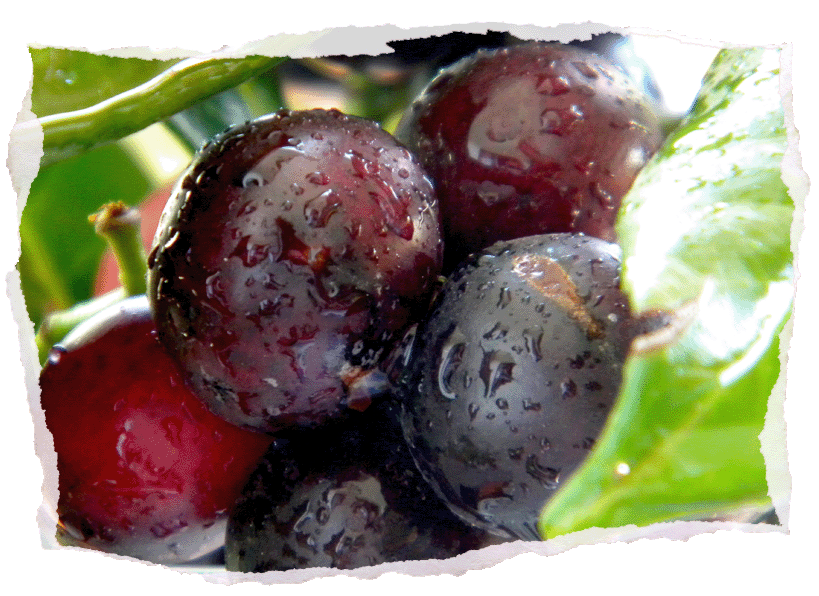 keyfekeder: KARA YEMİŞ REÇELİ