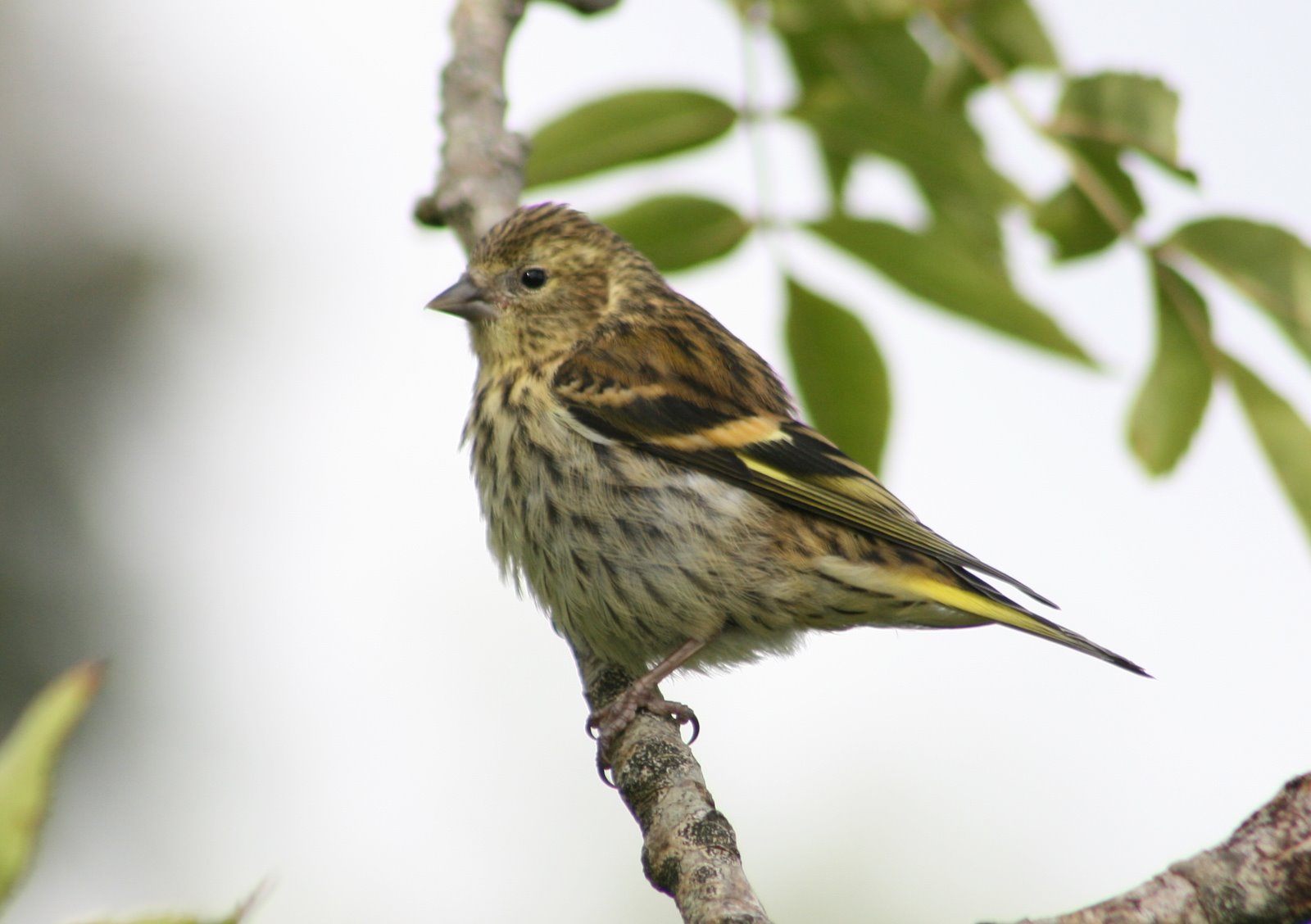 A life at the shoreline. .. by Jeff Copner : Juvenile Siskin