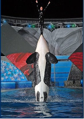 ExperienceAmerica: Shamu - The killer whale