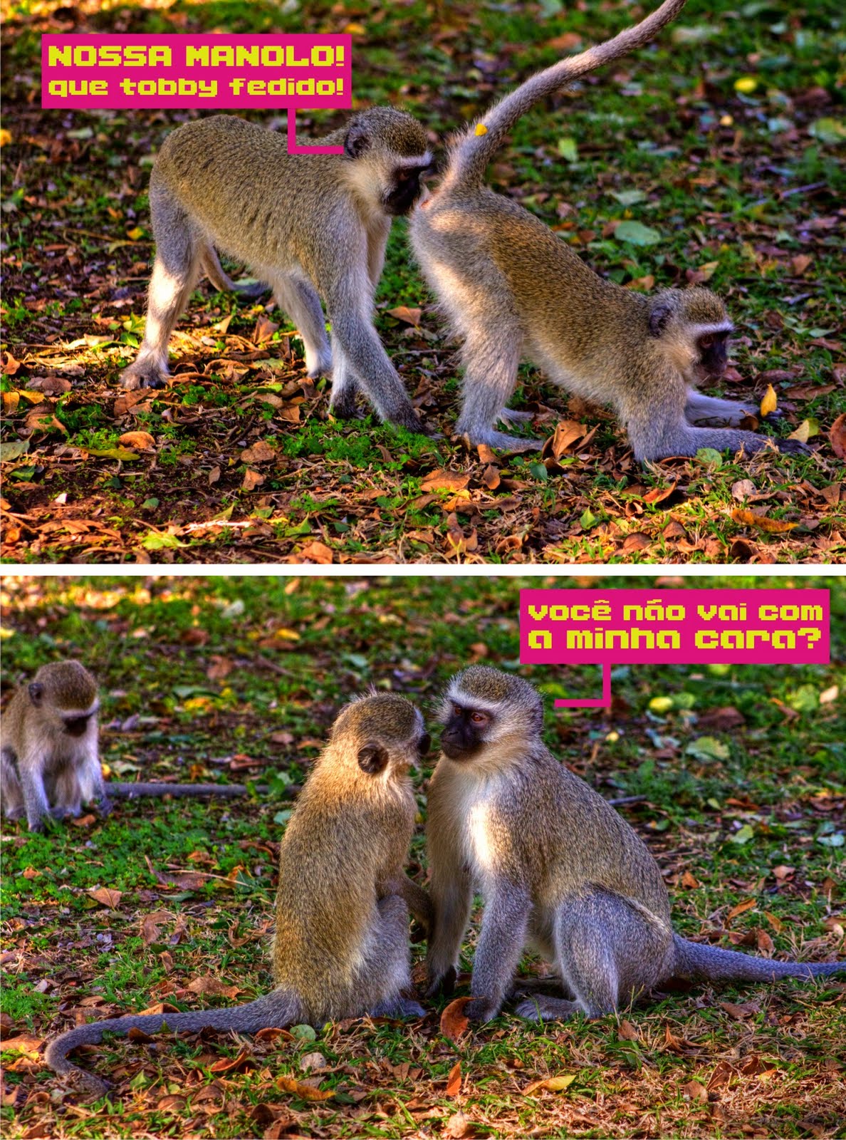 Prosas de Sofá: Os Mamacos