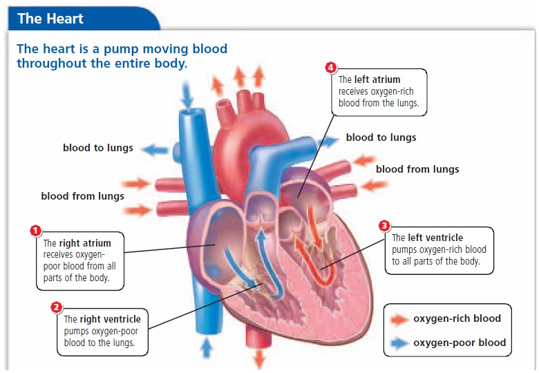 Science 7A: Circulatory system: Heart quiz