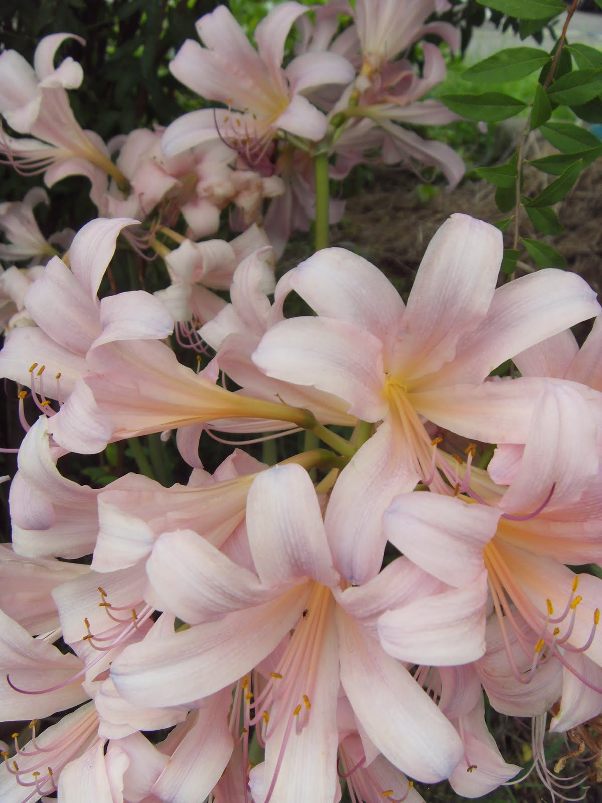 Neko @ Urasa, Niigata, Japan: 15th Sept, I took a walk @ Yamato town