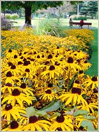 Adelphi FAQs & Myths