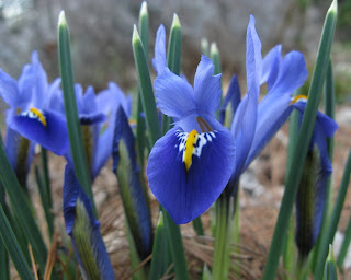 Irisi mici, plante bulboase, floare de iris, plante exterioare ...