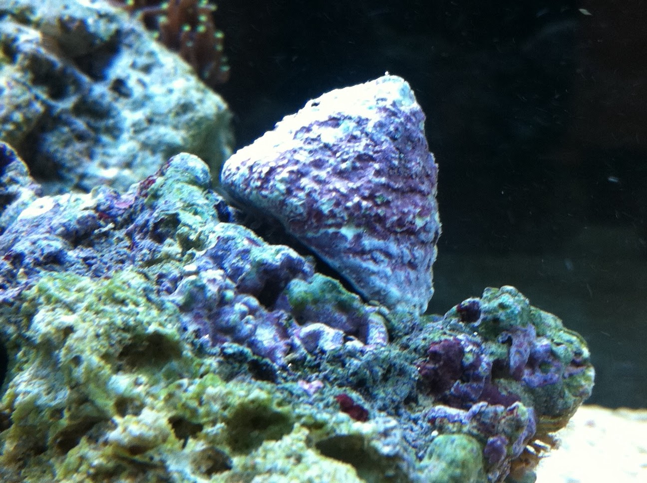 Montaje y evolucion de Nano Reef: INTRODUCCION DE NUEVOS HABITANTES