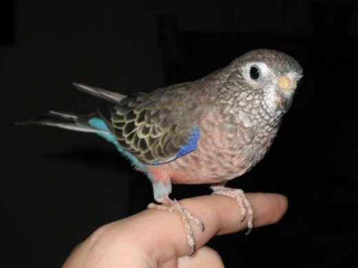 STAR TAME BIRDS: Rosa Bourke Parrots