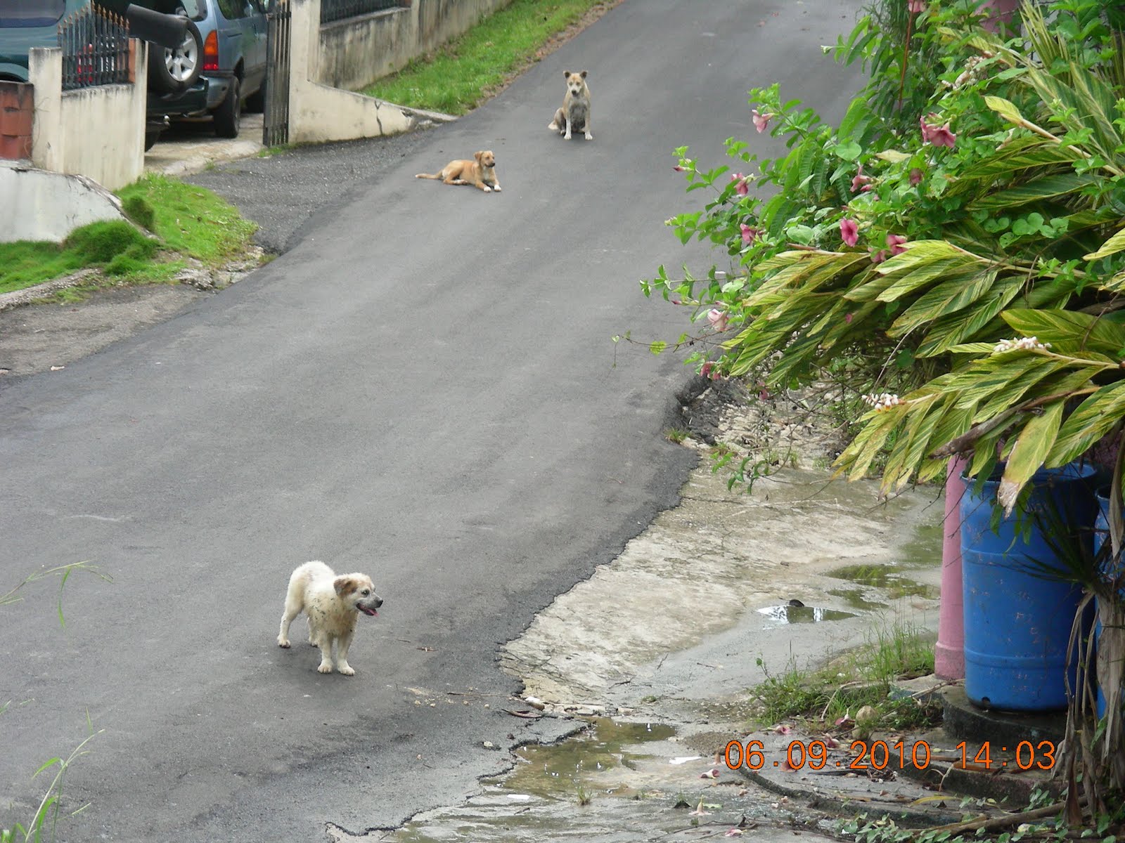 Let's talk dog: The Humble Life of Puerto Rican Street Dogs