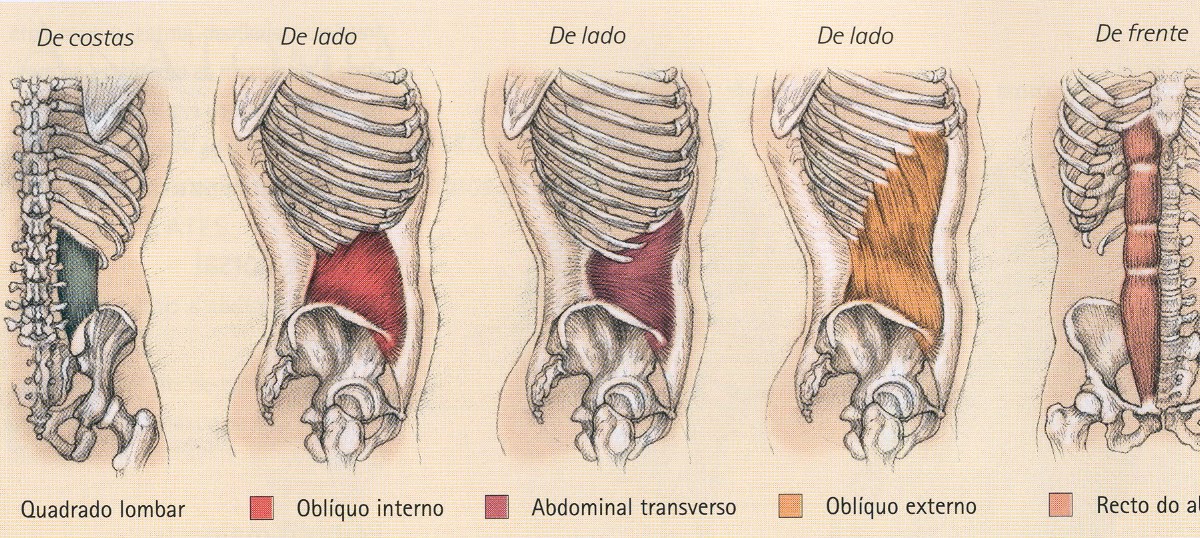 Deia's Pilates: Os músculos do tronco