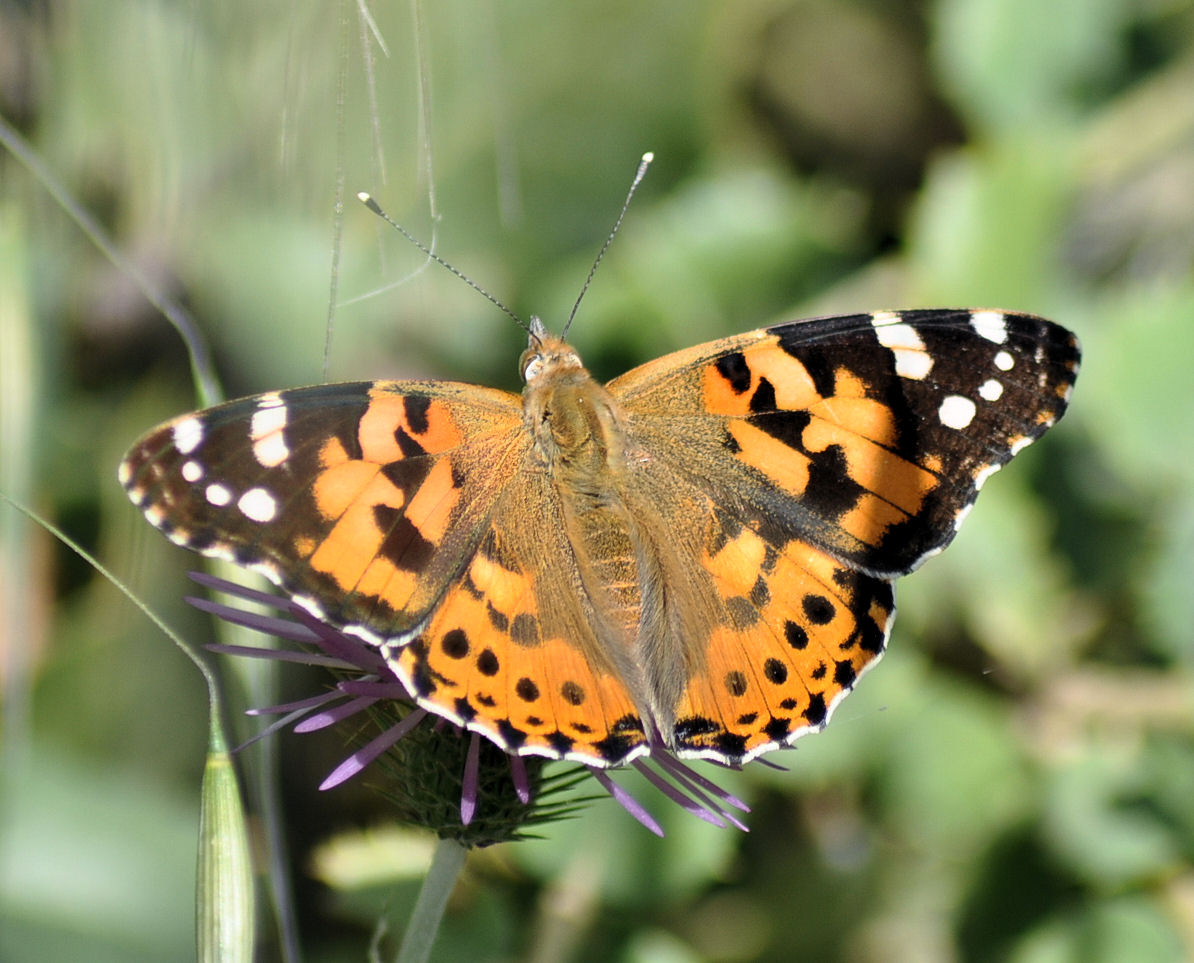 Naturaleza: MARIPOSAS VULCANA CARDERA