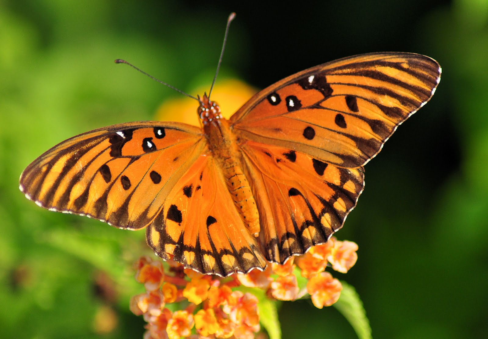 Naturaleza: MARIPOSAS USA