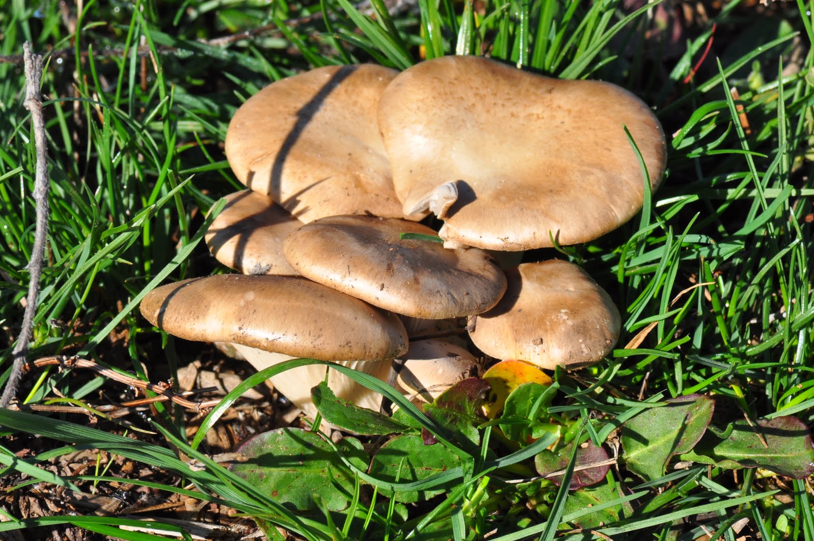 Naturaleza: SETAS COMESTIBLES