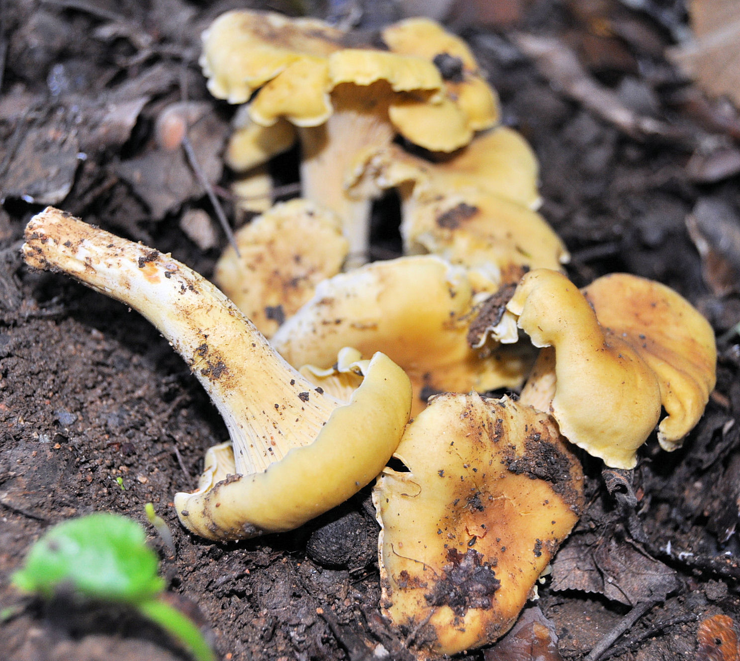 Naturaleza: REBOZUELOS O CANTHERELLUS CIBARIUS