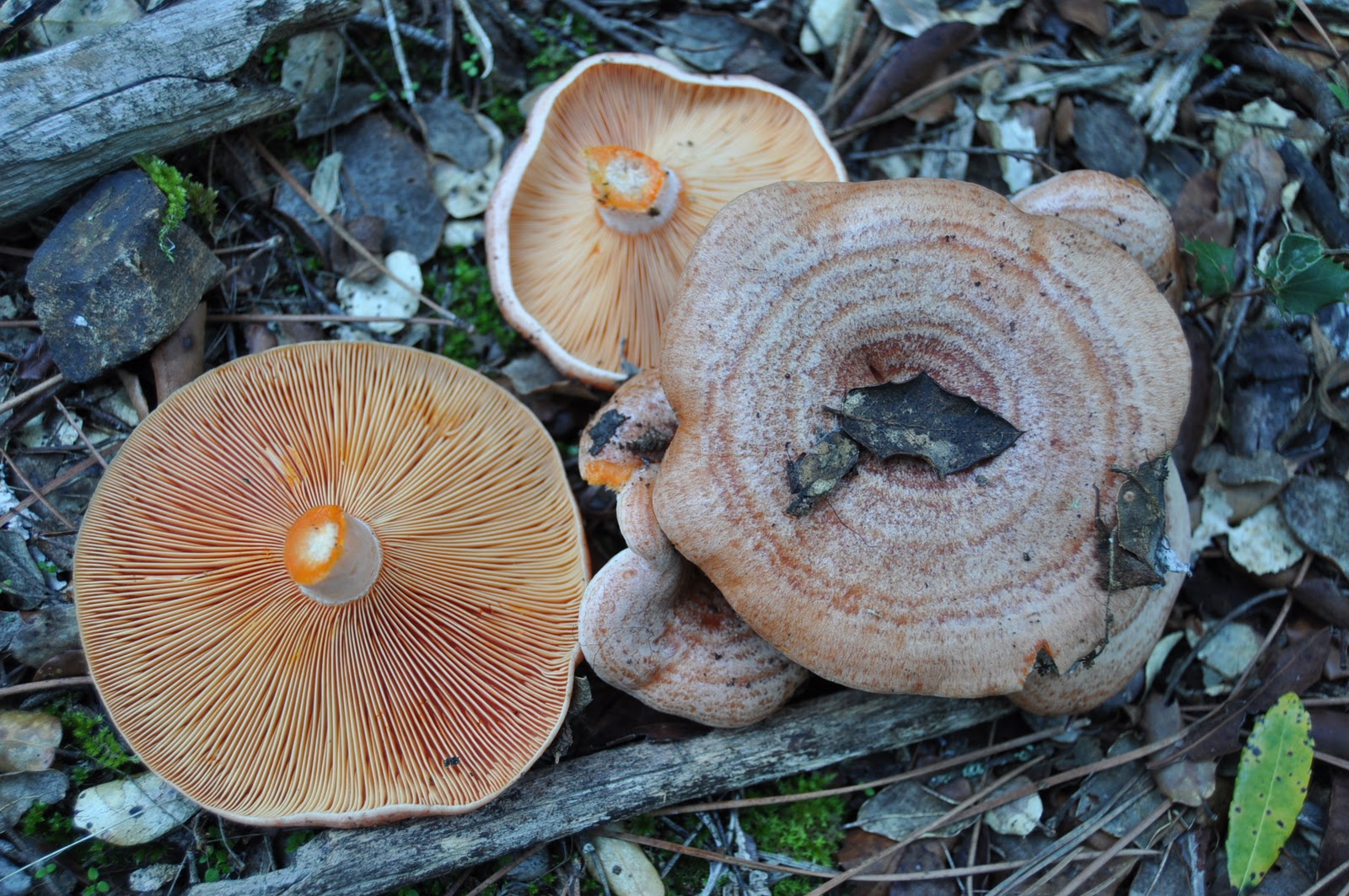 NUESTRA TIERRA Y SUS MARAVILLAS: SETAS EN SIERRA MORENA CÓRDOBA