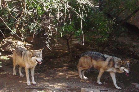 Tucson Daily Photo ~: December 2010