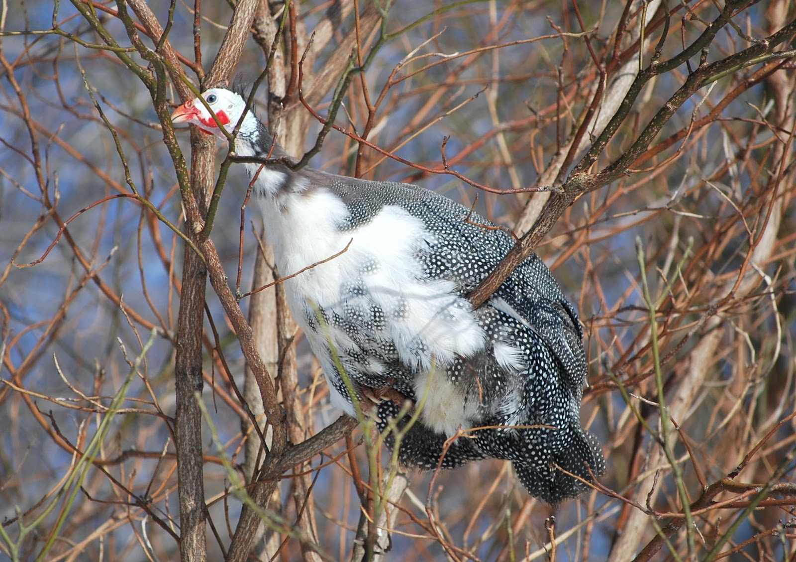 Why do guinea fowl have spots? - Murano Chicken Farm