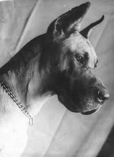 Great Danes: Great Danes.