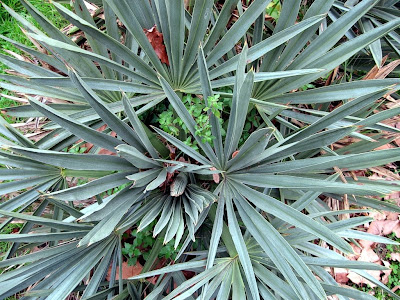 Uruguay's wildlife & Natural sanctuaries - Santuarios naturales & flora ...