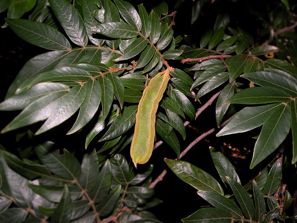 Uruguay's wildlife & Natural sanctuaries - Santuarios naturales & flora ...