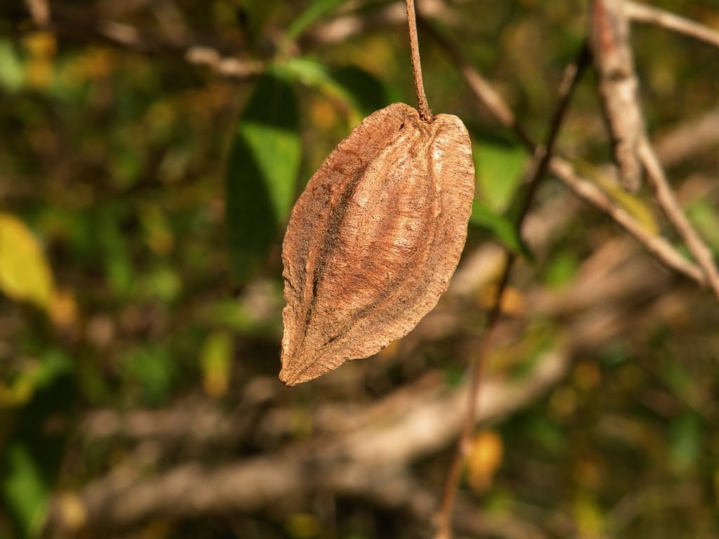 Uruguay's wildlife & Natural sanctuaries - Santuarios naturales & flora ...