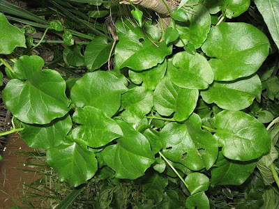 Uruguay's wildlife & Natural sanctuaries - Santuarios naturales & flora ...