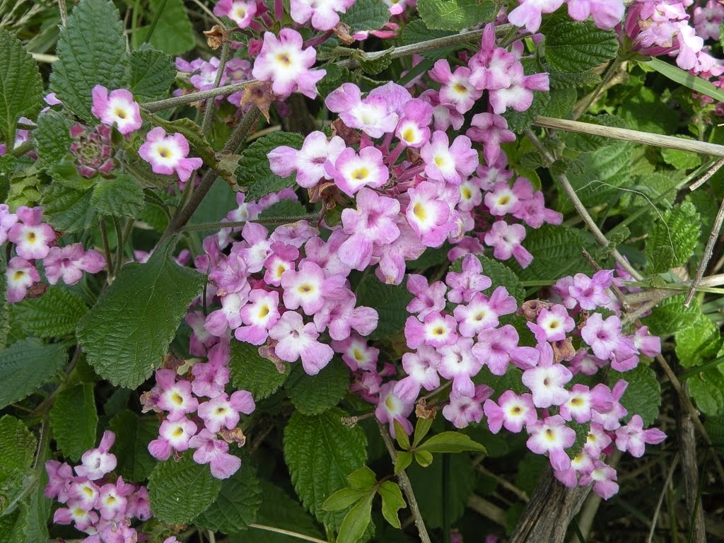 Salvia morada (Lippia alba) | Uruguay's wildlife & Natural sanctuaries ...