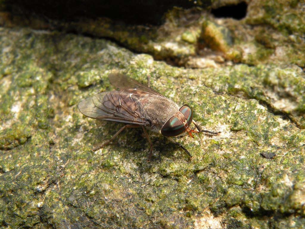 Uruguay's wildlife & Natural sanctuaries - Santuarios naturales & flora ...