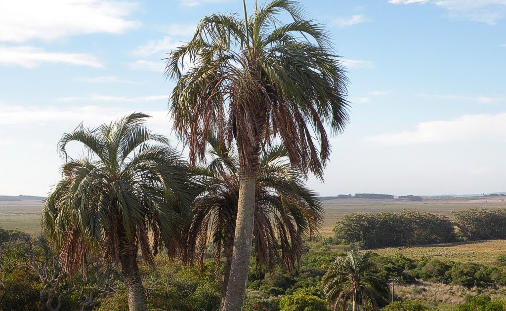 Uruguay's wildlife & Natural sanctuaries - Santuarios naturales & flora ...