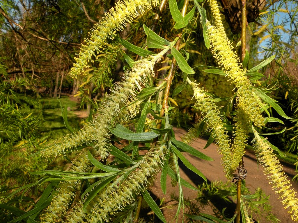 Uruguay's wildlife & Natural sanctuaries - Santuarios naturales & flora ...