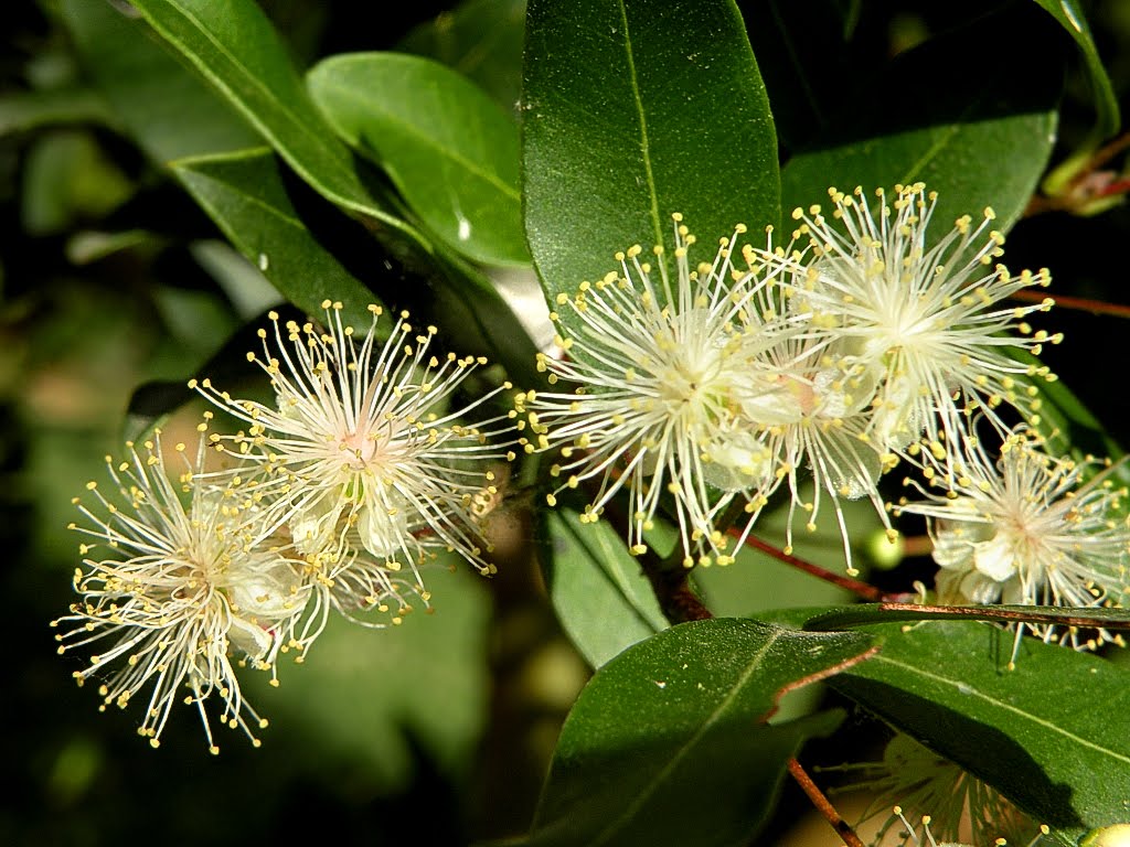 Uruguay's wildlife & Natural sanctuaries - Santuarios naturales & flora ...