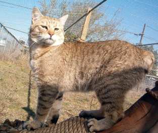 Large Domestic Cat Breeds | Our Pets, We Love 'Em