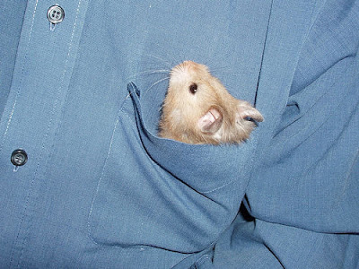 Hamsters - Fuzzy Balls Of Fun | Our Pets, We Love 'Em